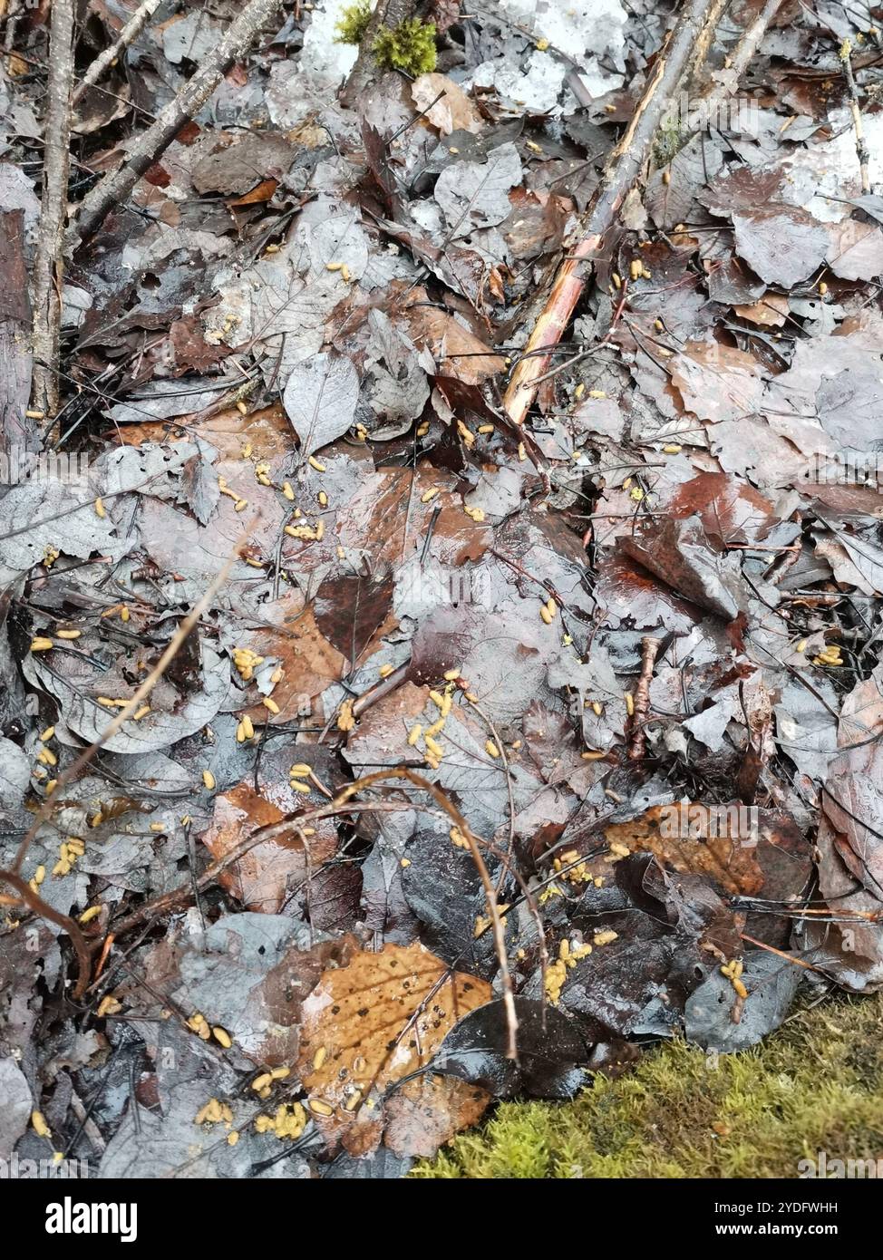 Siberian Flying Squirrel (Pteromys volans Stock Photo - Alamy