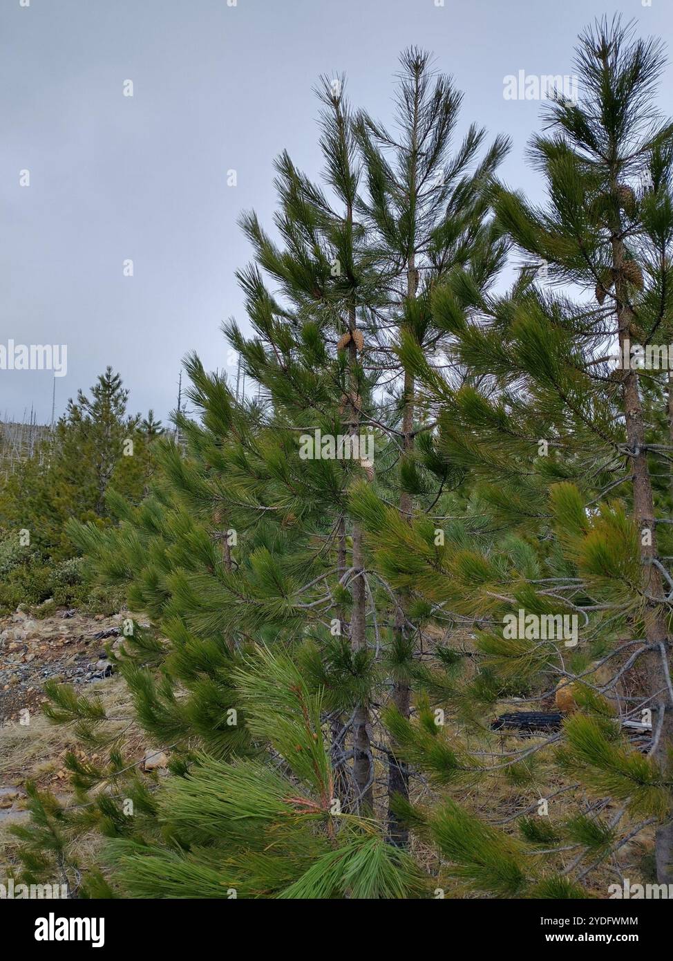knobcone pine (Pinus attenuata Stock Photo - Alamy