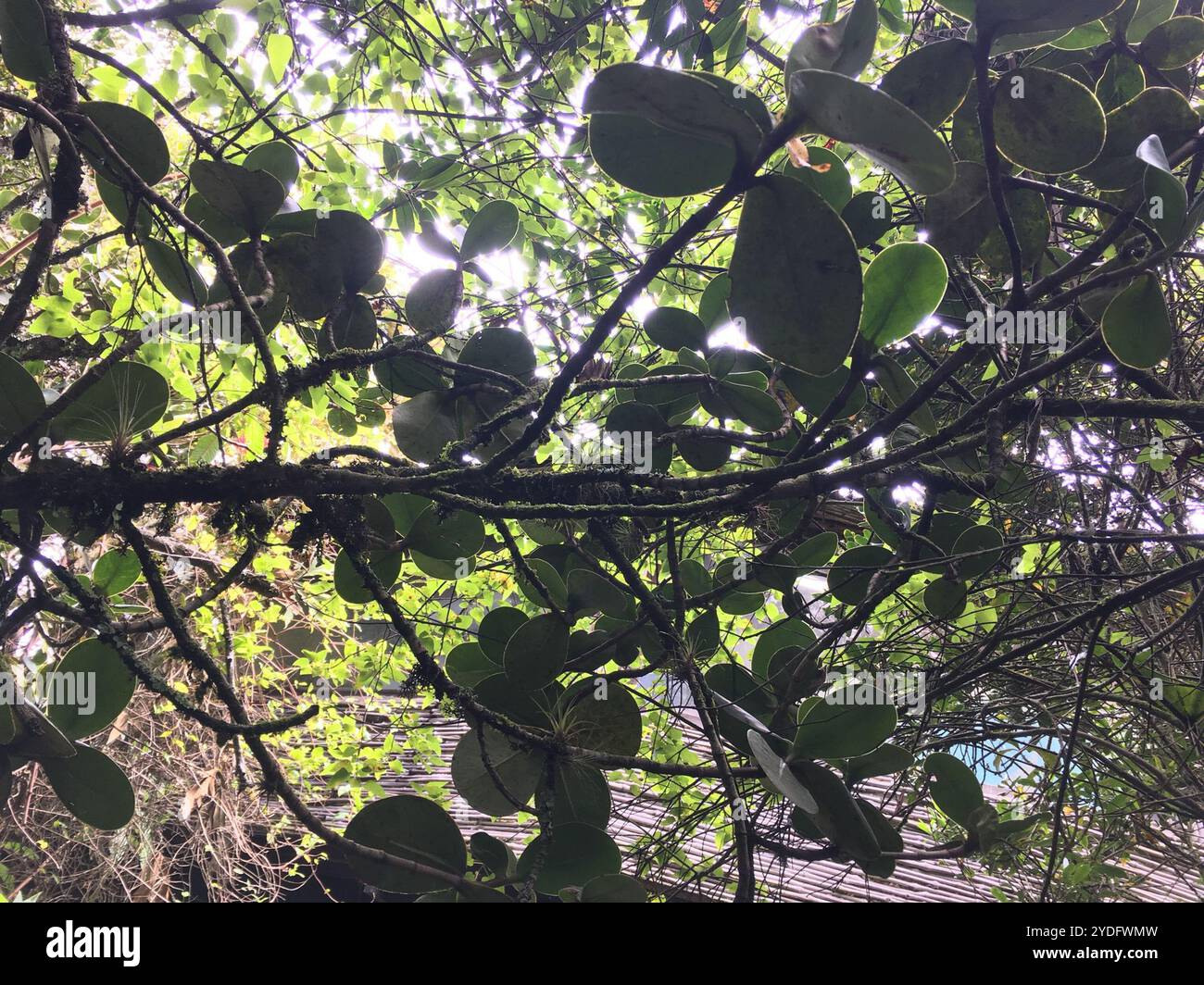 attorney trees (Clusia Stock Photo - Alamy