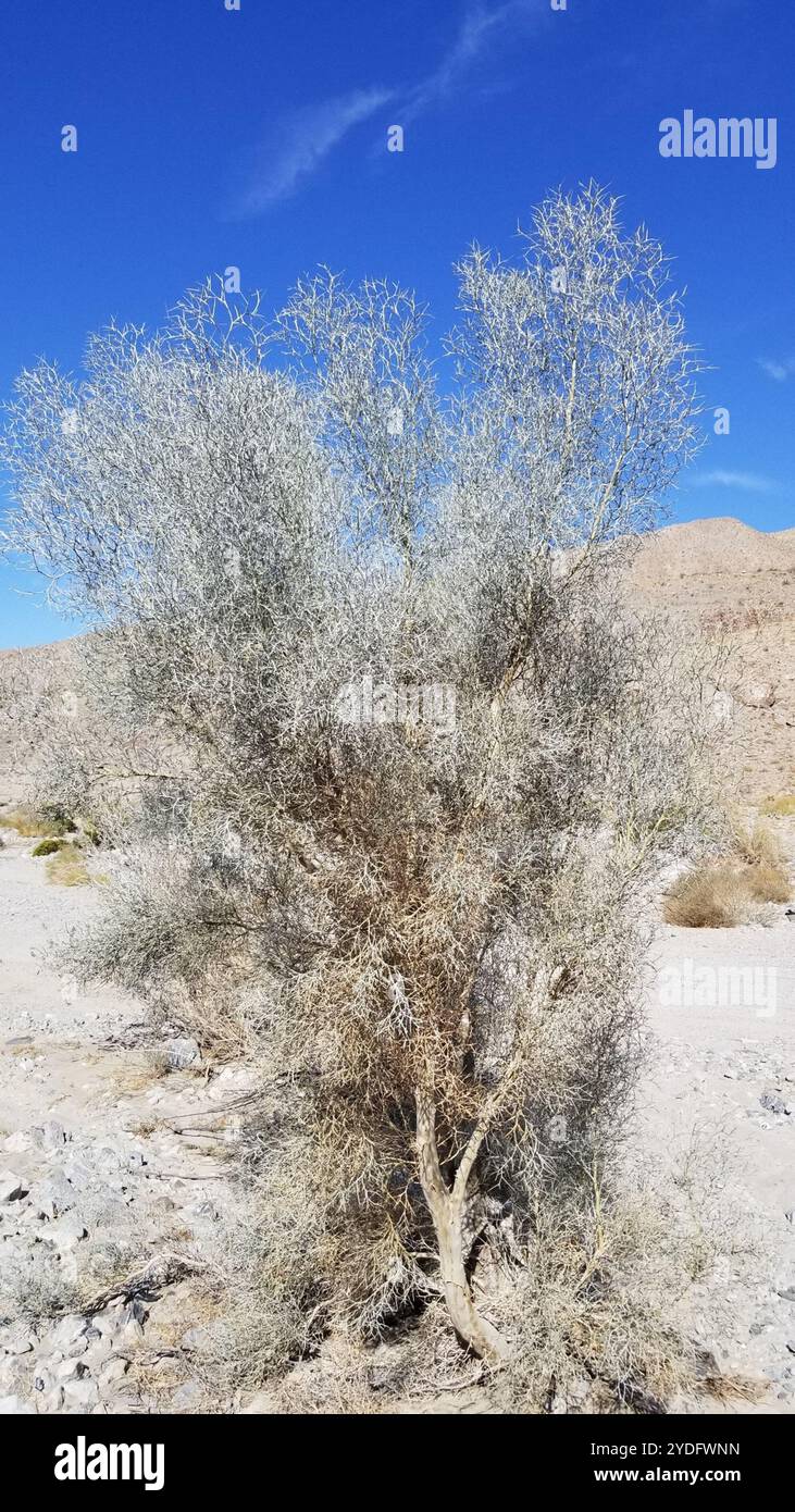Smoke Tree (Psorothamnus spinosus Stock Photo - Alamy