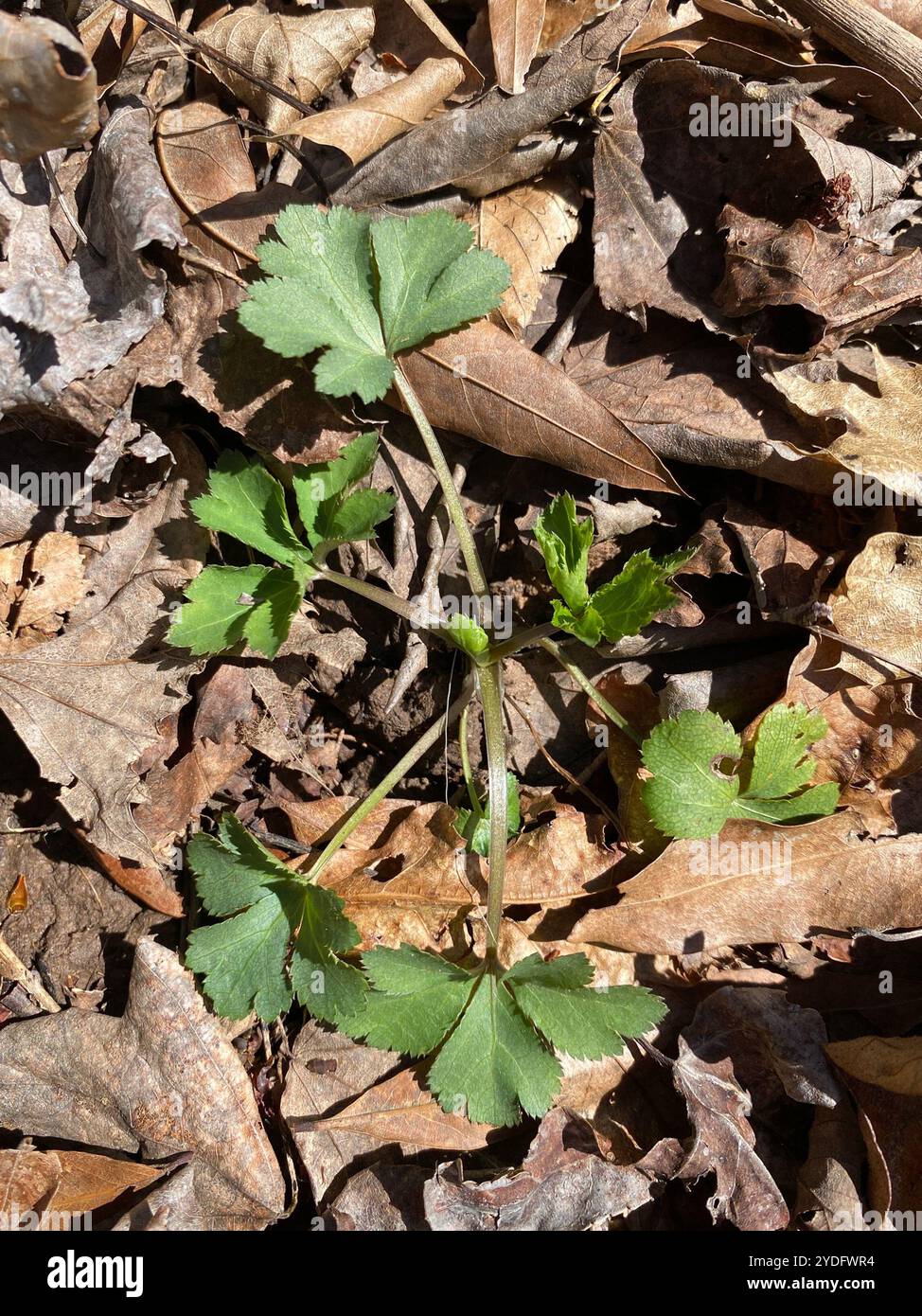 Black Snakeroot (Sanicula canadensis Stock Photo - Alamy