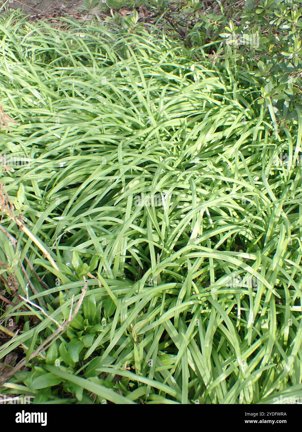 Three-cornered garlic (Allium triquetrum Stock Photo - Alamy