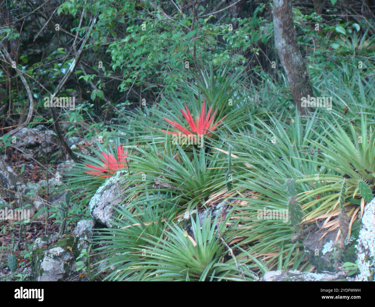 Dwarf bromelia (Bromelia humilis Stock Photo - Alamy