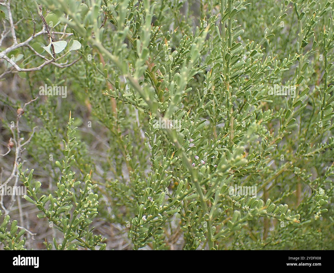tortoise berry (Muraltia spinosa Stock Photo - Alamy