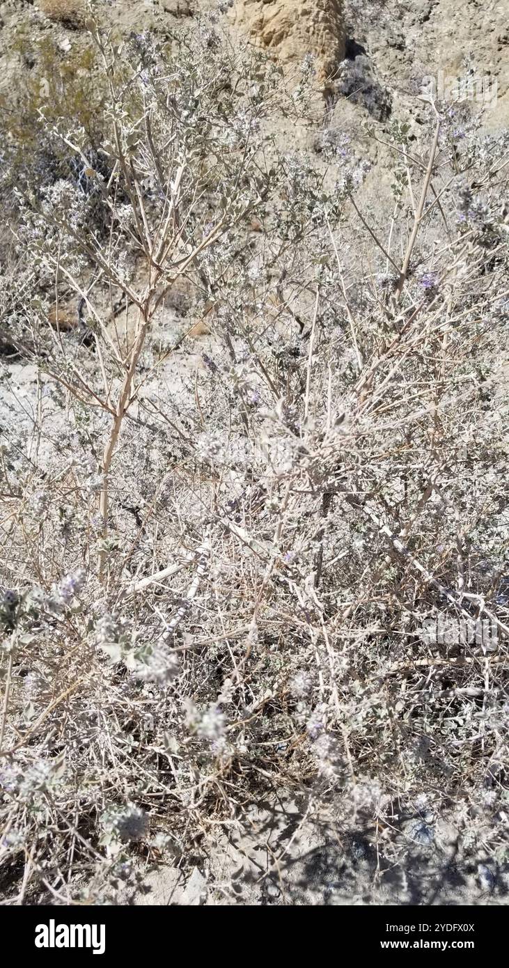 desert lavender (Condea emoryi Stock Photo - Alamy