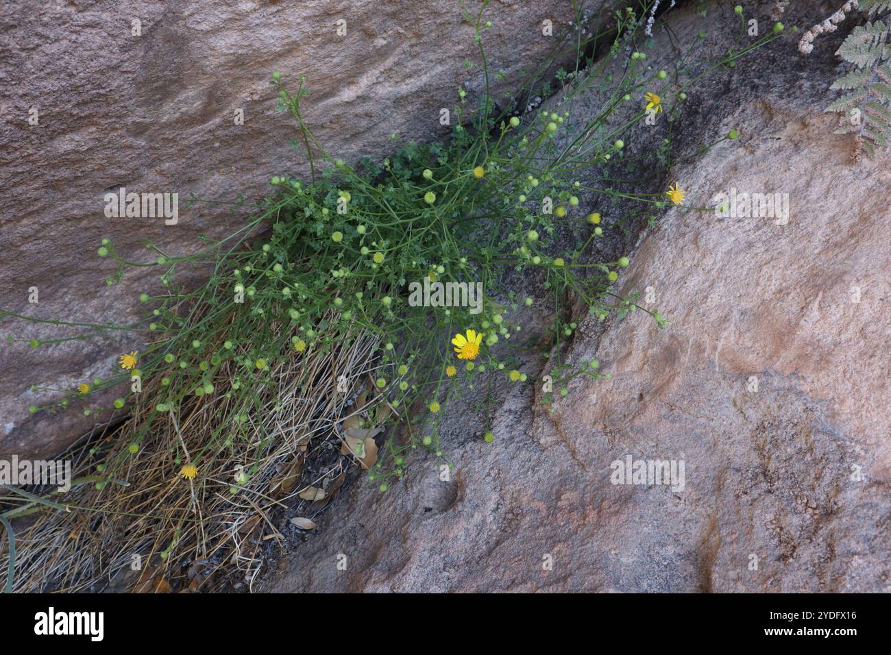 Gila Rockdaisy (Perityle gilensis Stock Photo - Alamy