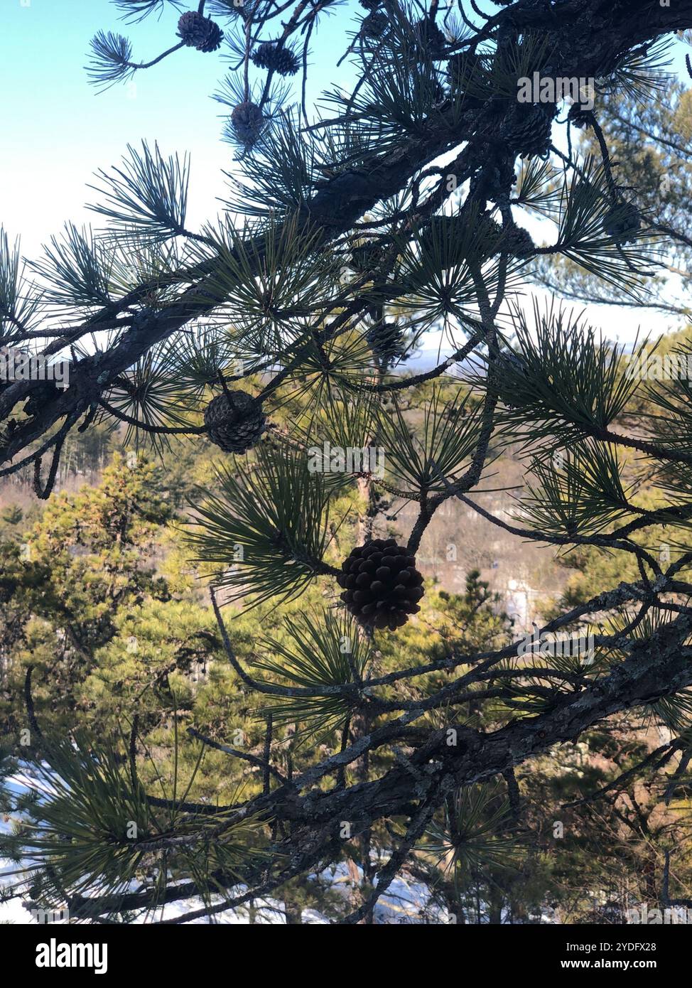 pitch pine (Pinus rigida Stock Photo - Alamy