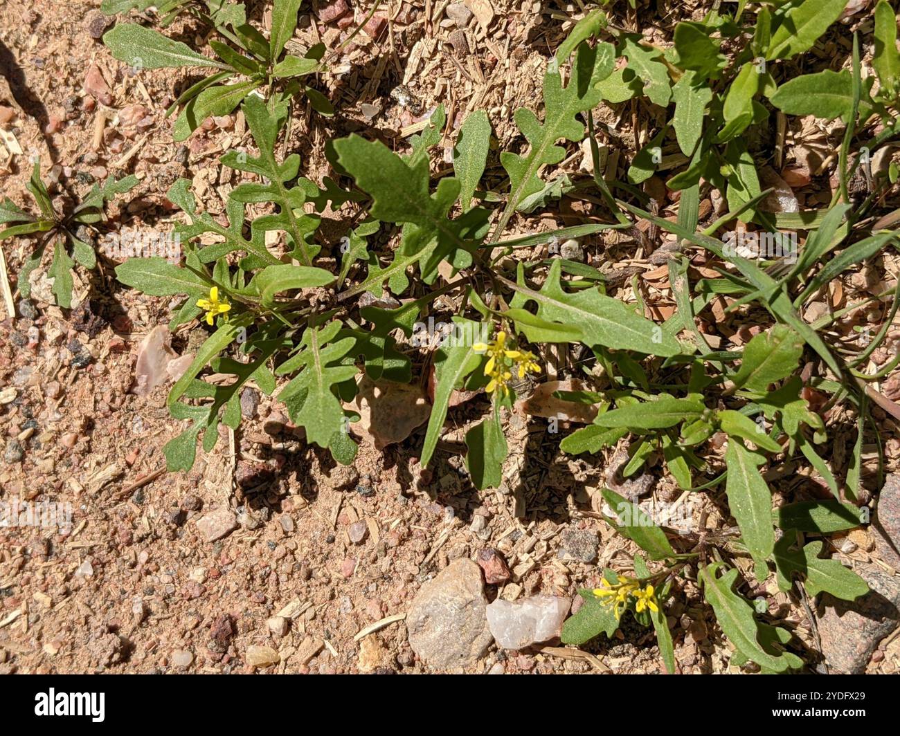 London rocket (Sisymbrium irio Stock Photo - Alamy