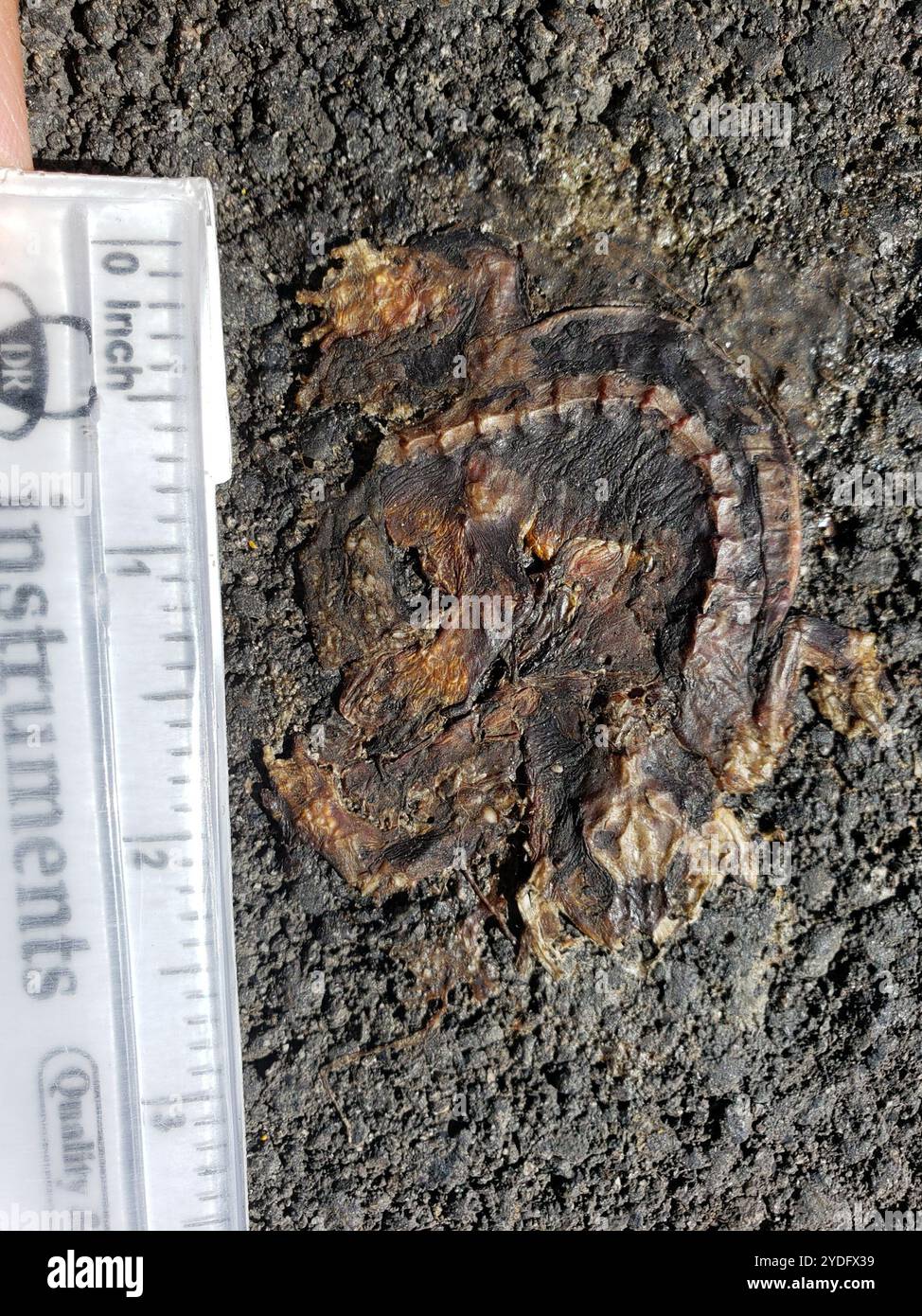 Pacific Newts (Taricha Stock Photo - Alamy