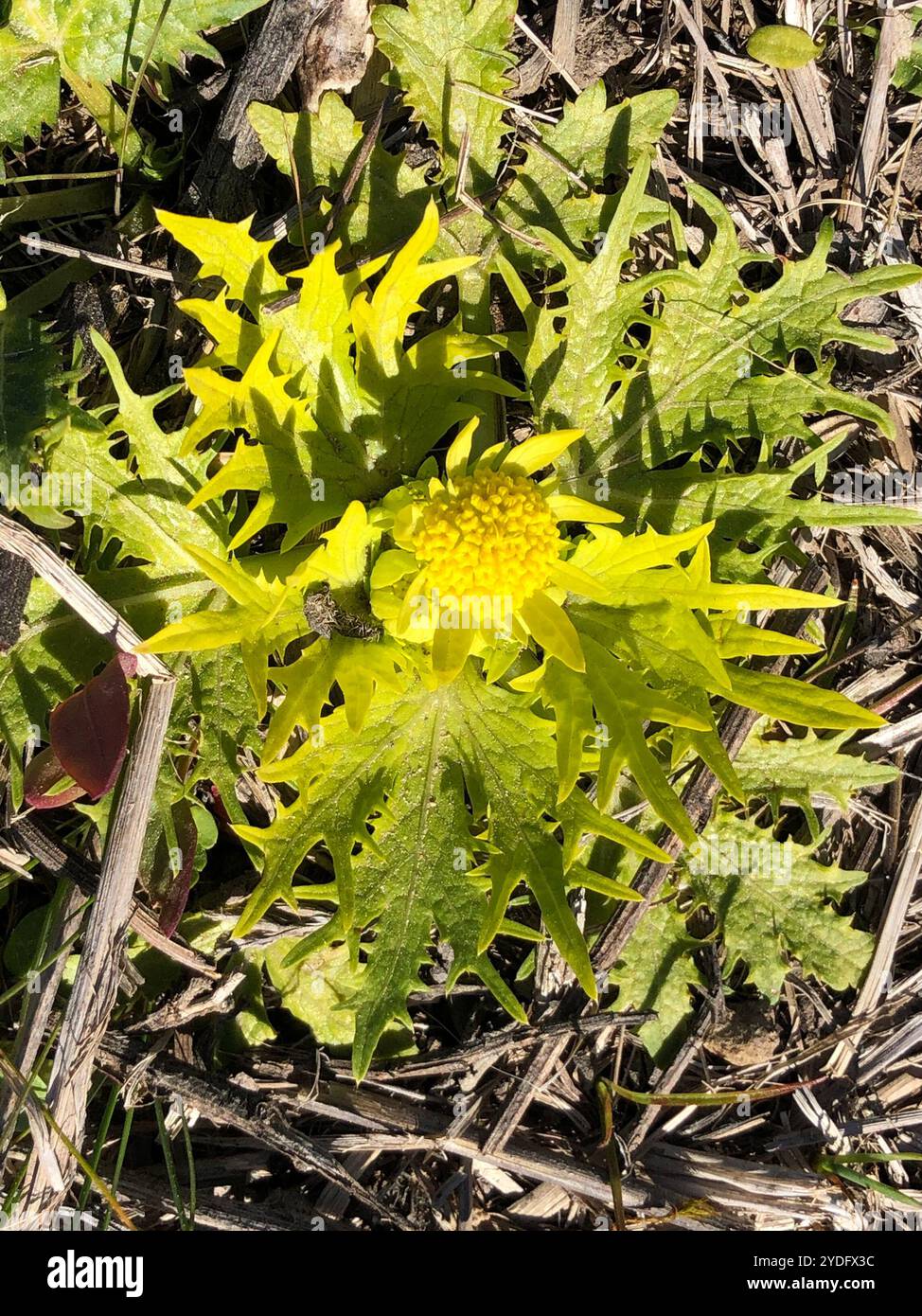 Footsteps of spring (Sanicula arctopoides Stock Photo - Alamy