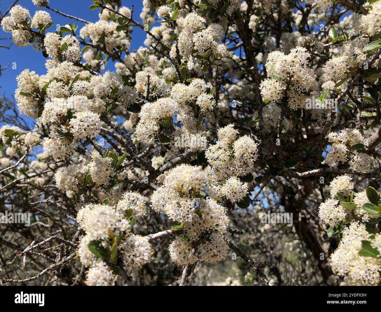 Buckbrush (Ceanothus cuneatus Stock Photo - Alamy