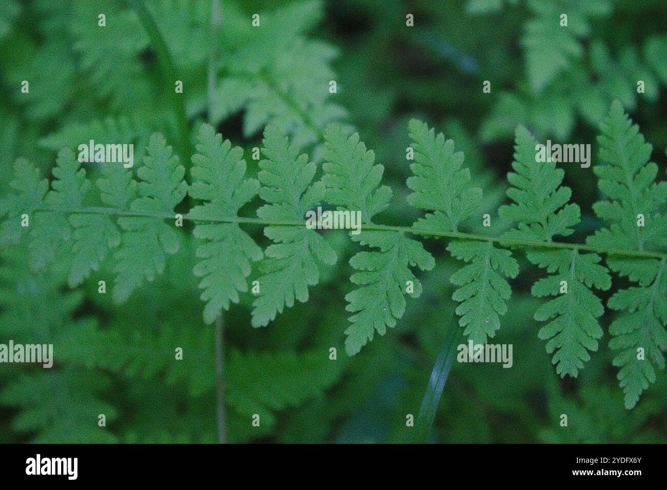 bulblet fern (Cystopteris bulbifera Stock Photo - Alamy