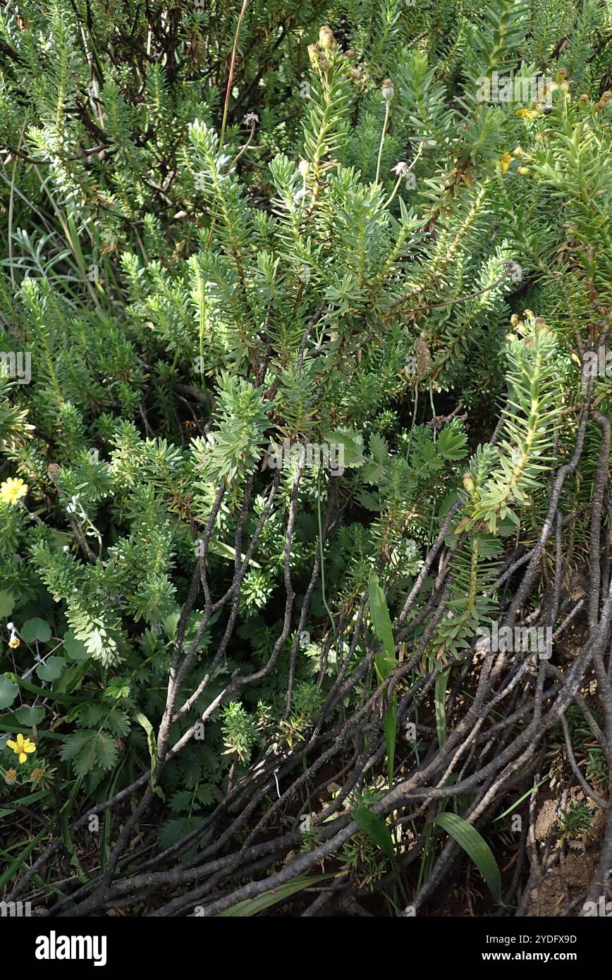 Mt Currie True-Eye (Euryops tysonii Stock Photo - Alamy