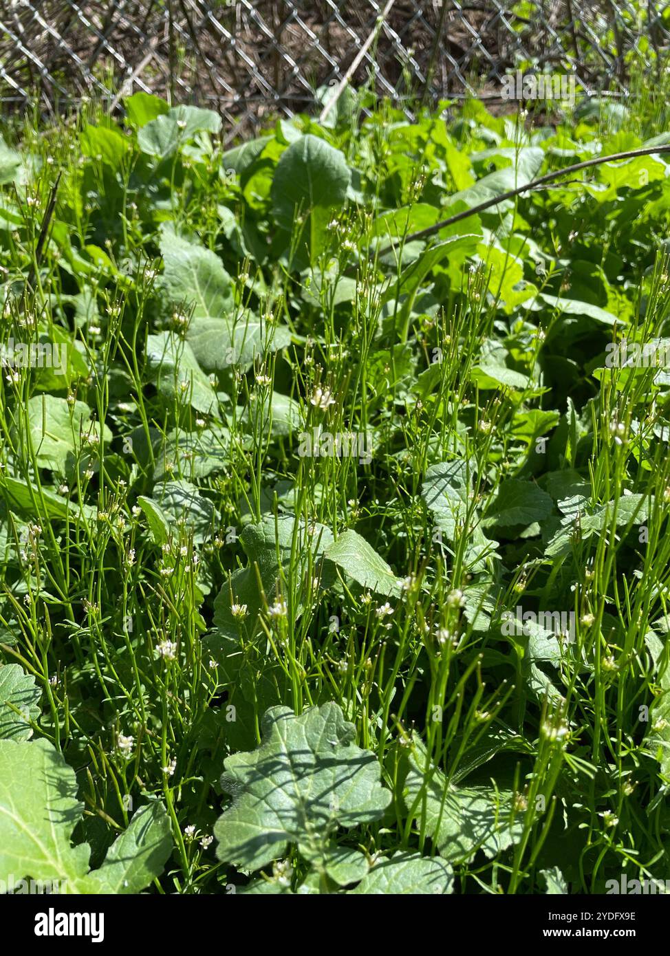 hairy bittercress (Cardamine hirsuta Stock Photo - Alamy