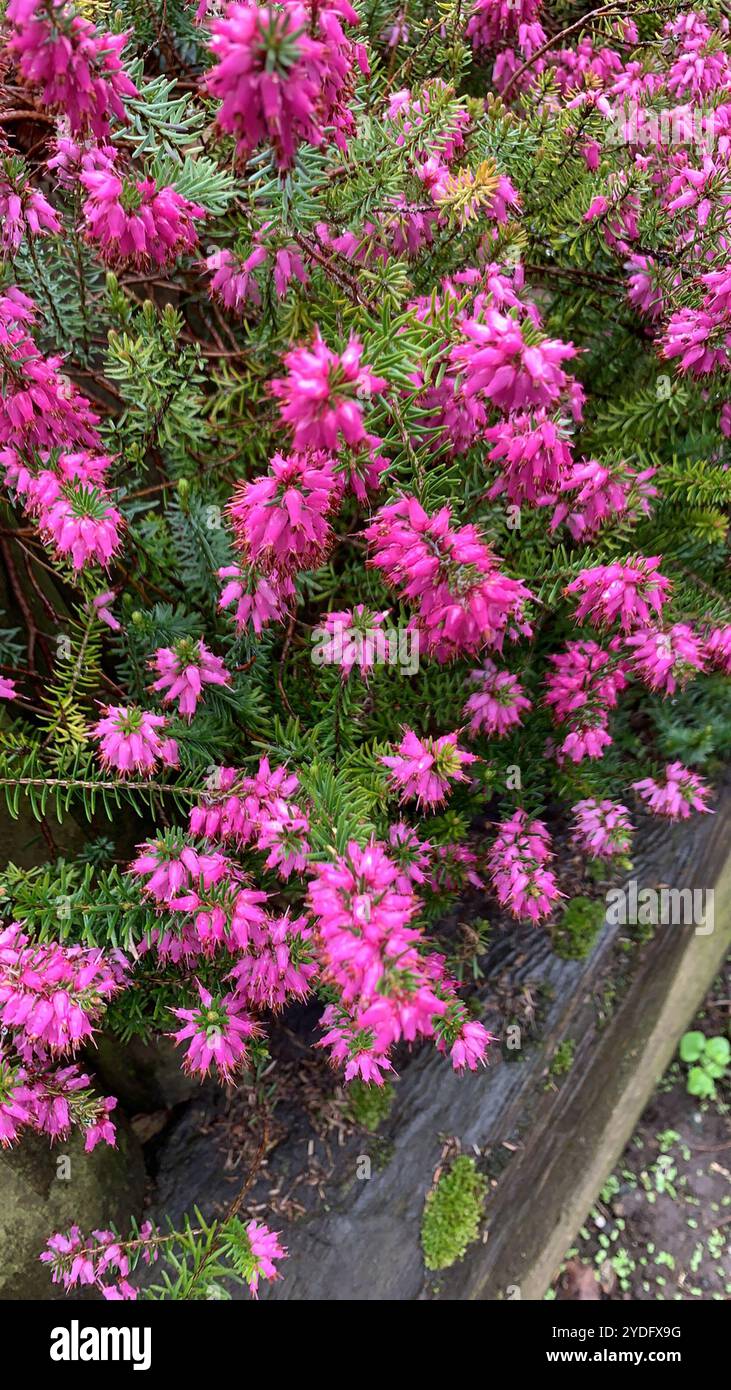 Spring Heath (Erica carnea Stock Photo - Alamy