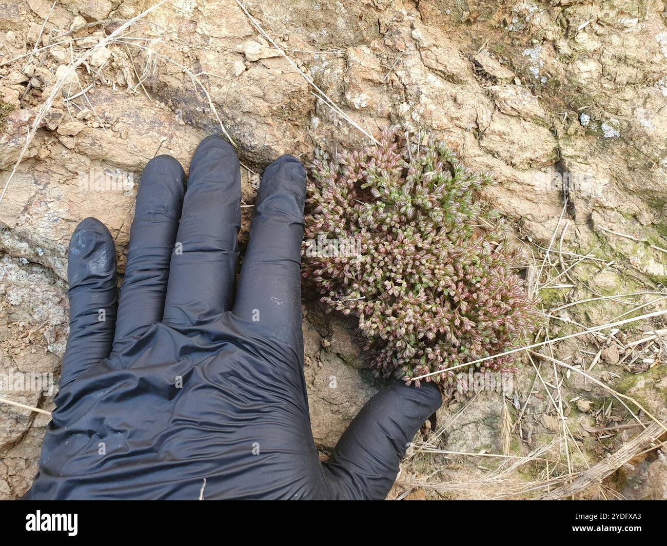Polycarpon tetraphyllum hi-res stock photography and images - Alamy