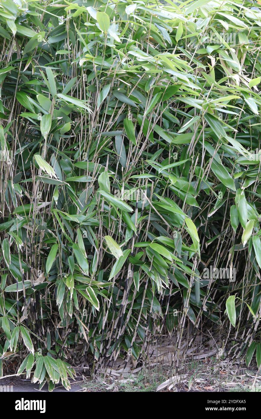 Broad-leaved Bamboo (Sasa palmata Stock Photo - Alamy