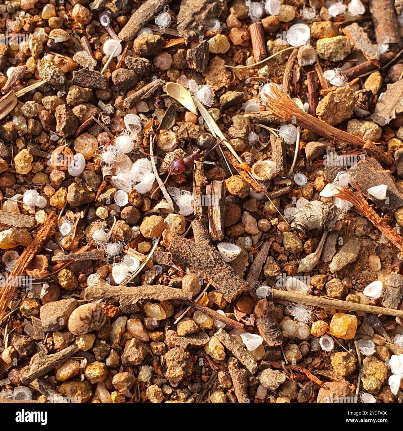 Southern Meat Ant (Iridomyrmex purpureus Stock Photo - Alamy