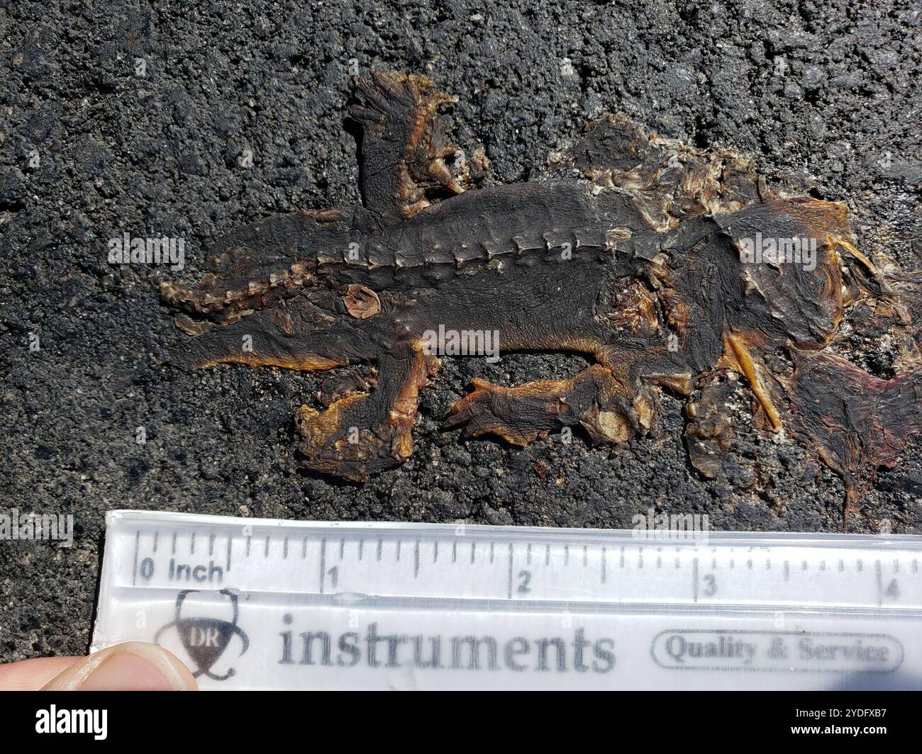Pacific Newts (Taricha Stock Photo - Alamy