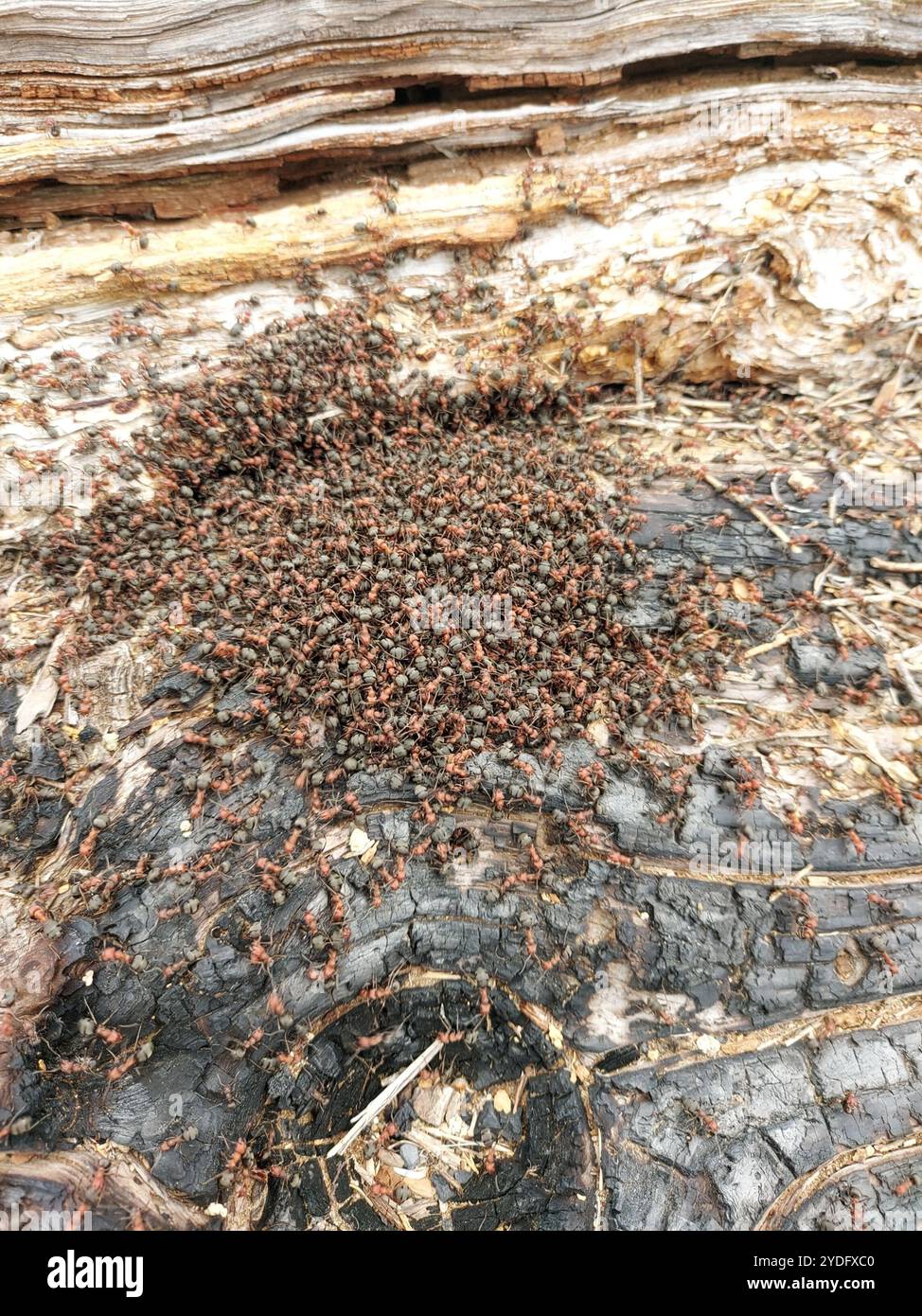 Western Thatching Ant (Formica obscuripes Stock Photo - Alamy