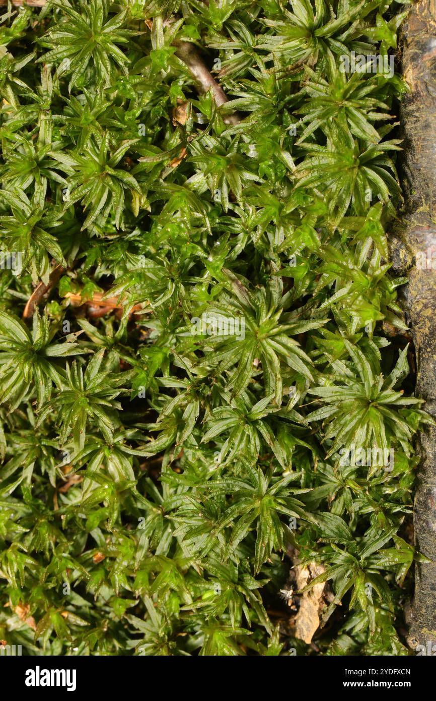 Catherine's moss (Atrichum undulatum Stock Photo - Alamy