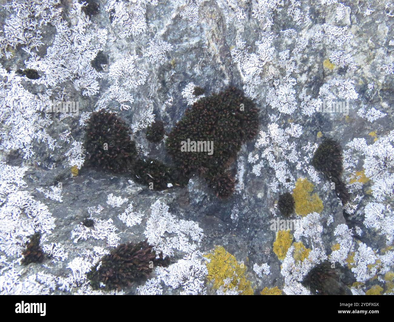 Rock Mosses (Grimmiaceae Stock Photo - Alamy