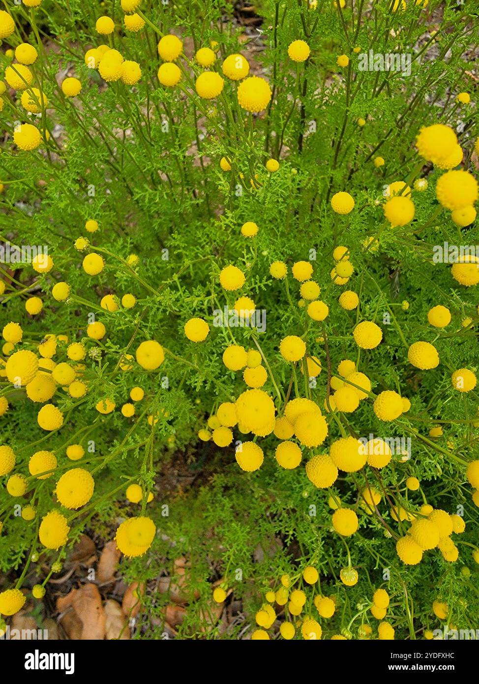 stinknet (Oncosiphon pilulifer Stock Photo - Alamy
