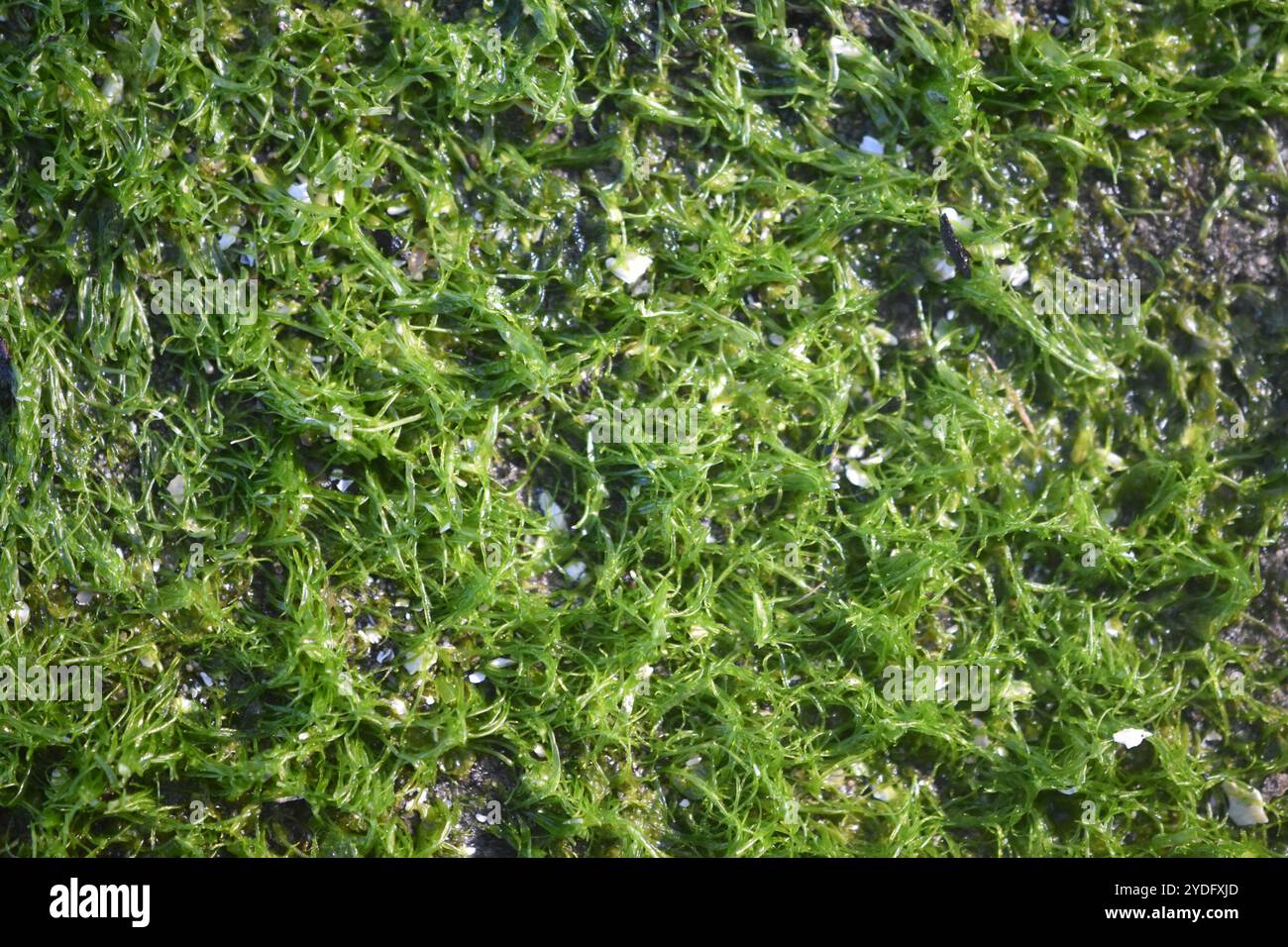Gutweed (Ulva intestinalis Stock Photo - Alamy