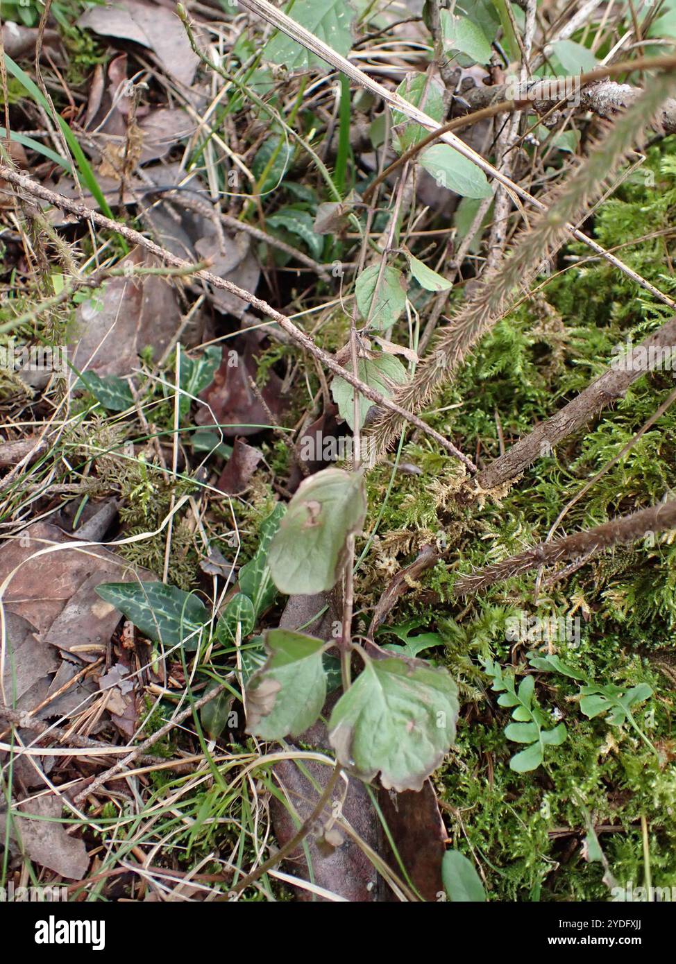 yerba buena (Clinopodium douglasii Stock Photo - Alamy