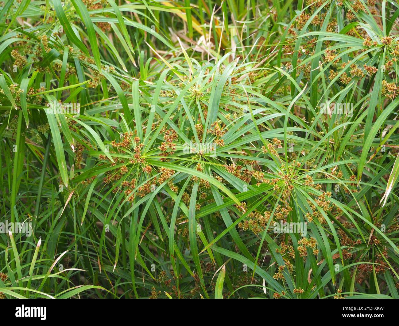 Umbrella papyrus (Cyperus alternifolius flabelliformis Stock Photo - Alamy