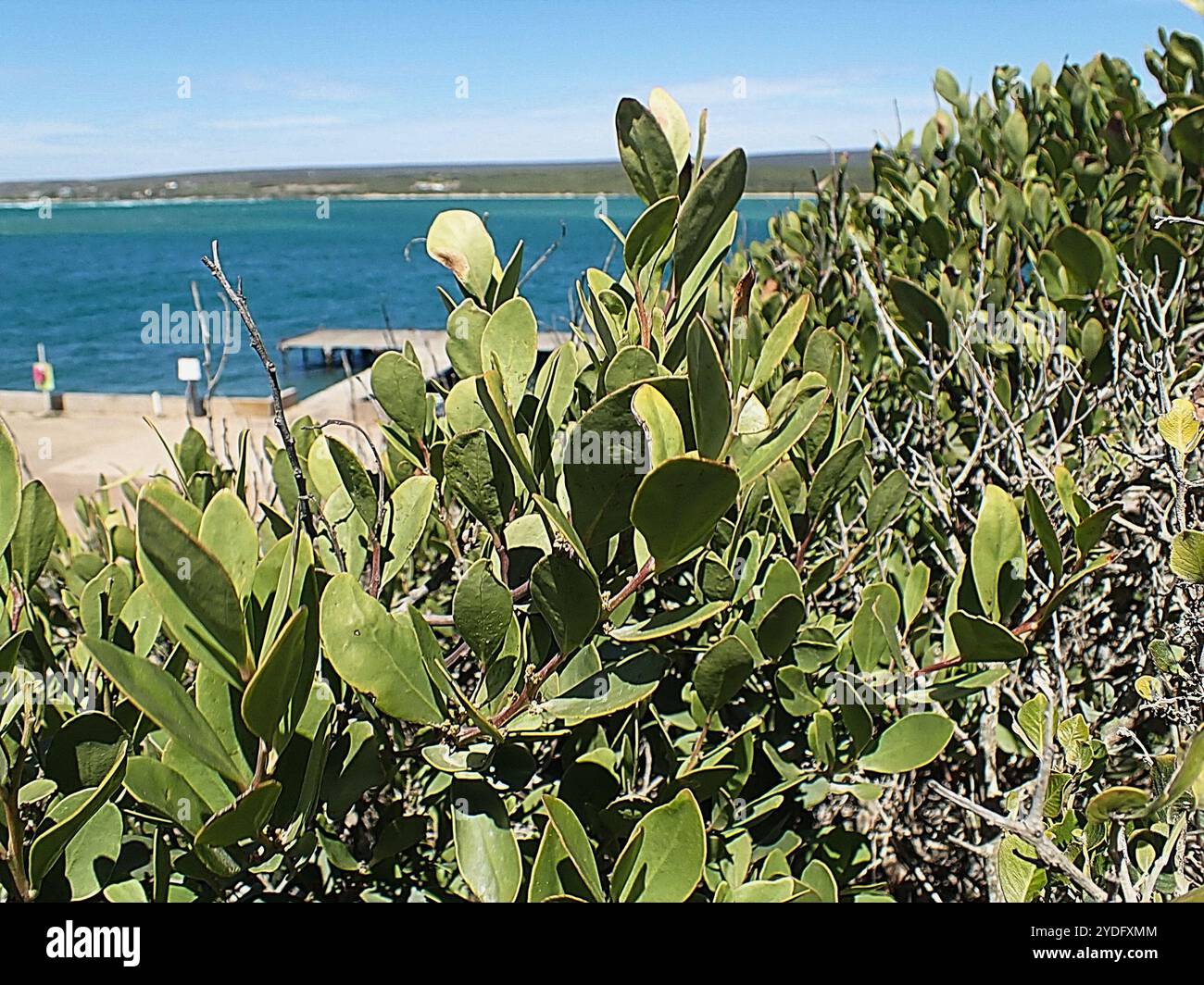 Dune Gwarrie (Euclea racemosa Stock Photo - Alamy