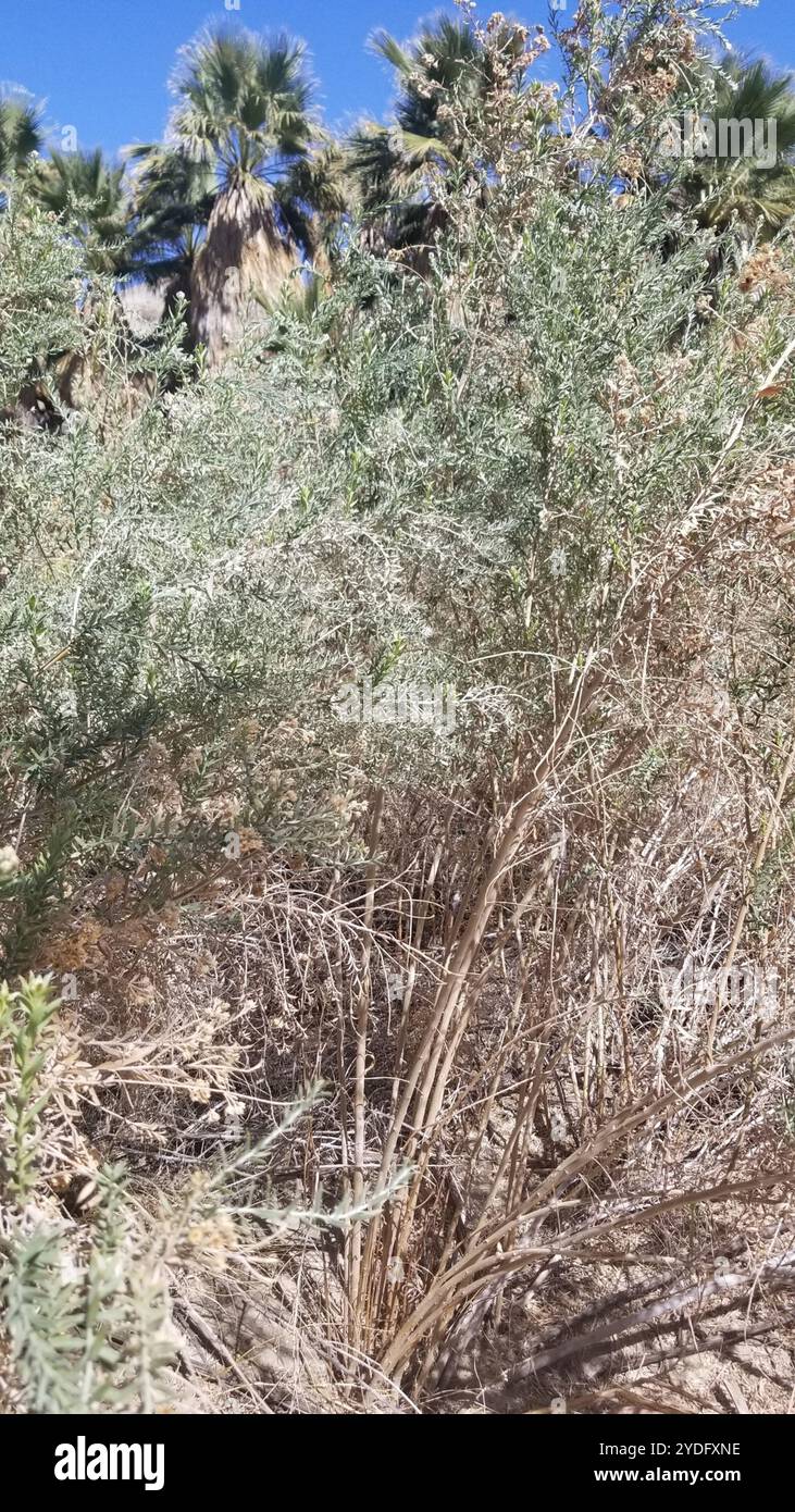 arrowweed (Pluchea sericea Stock Photo - Alamy