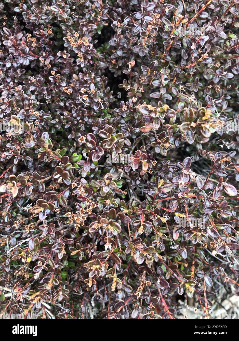 sand myrtle (Kalmia buxifolia Stock Photo - Alamy