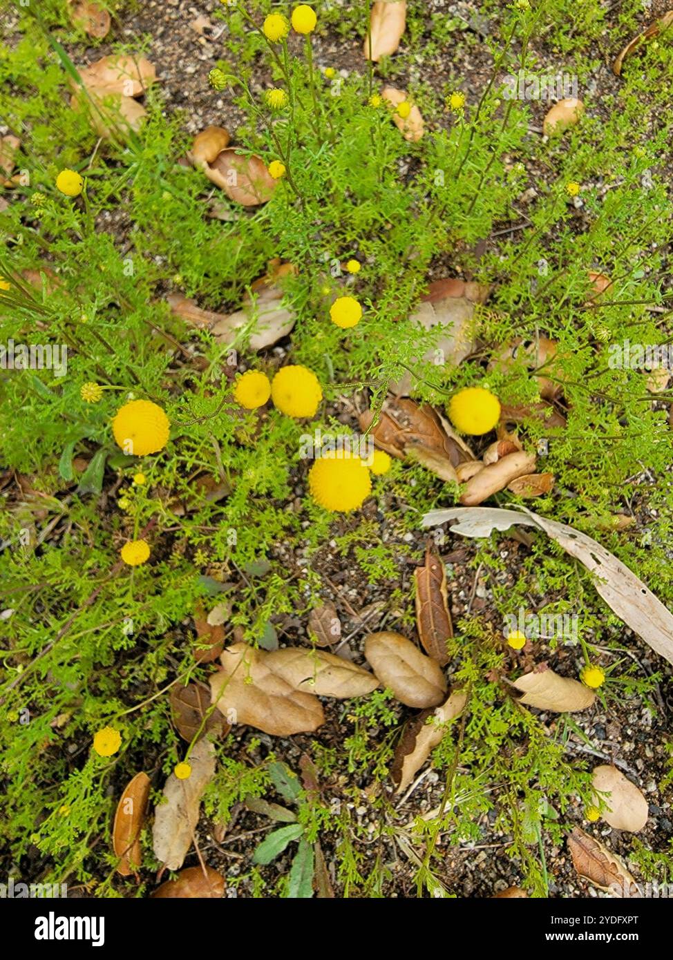 Stinknet hi-res stock photography and images - Alamy