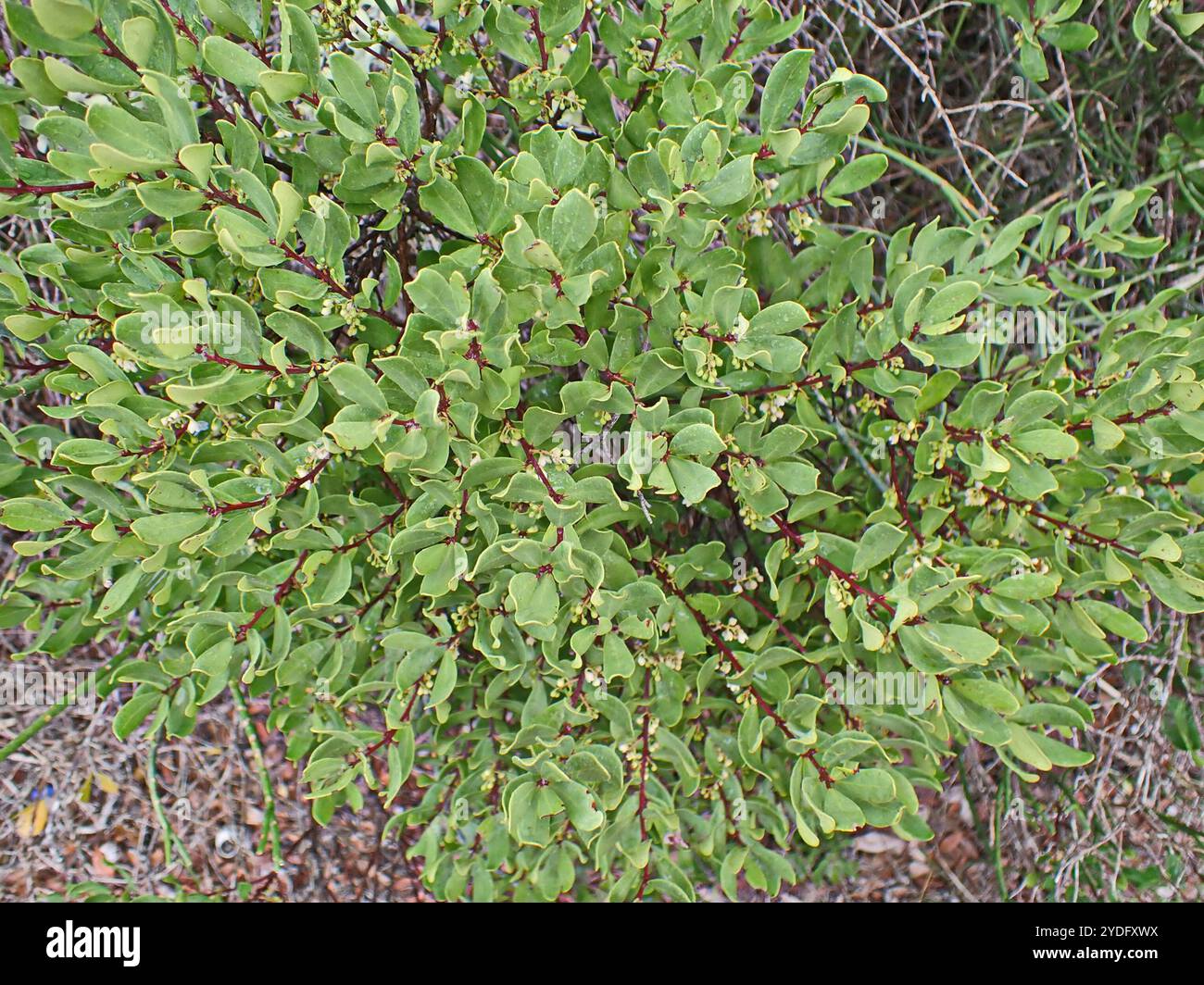 Dune Gwarrie (Euclea racemosa Stock Photo - Alamy