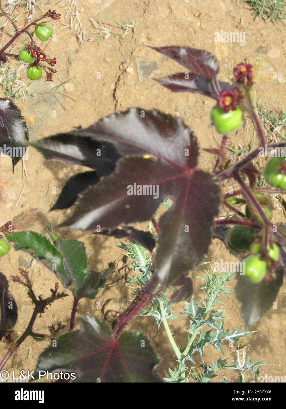 Bellyache bush jatropha gossypiifolia hi-res stock photography and ...
