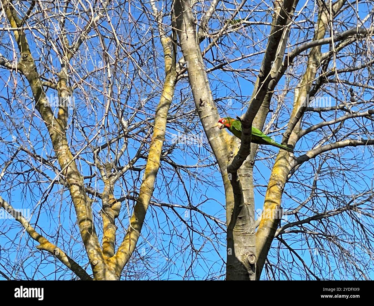 Mitred Parakeet (Psittacara mitratus Stock Photo - Alamy