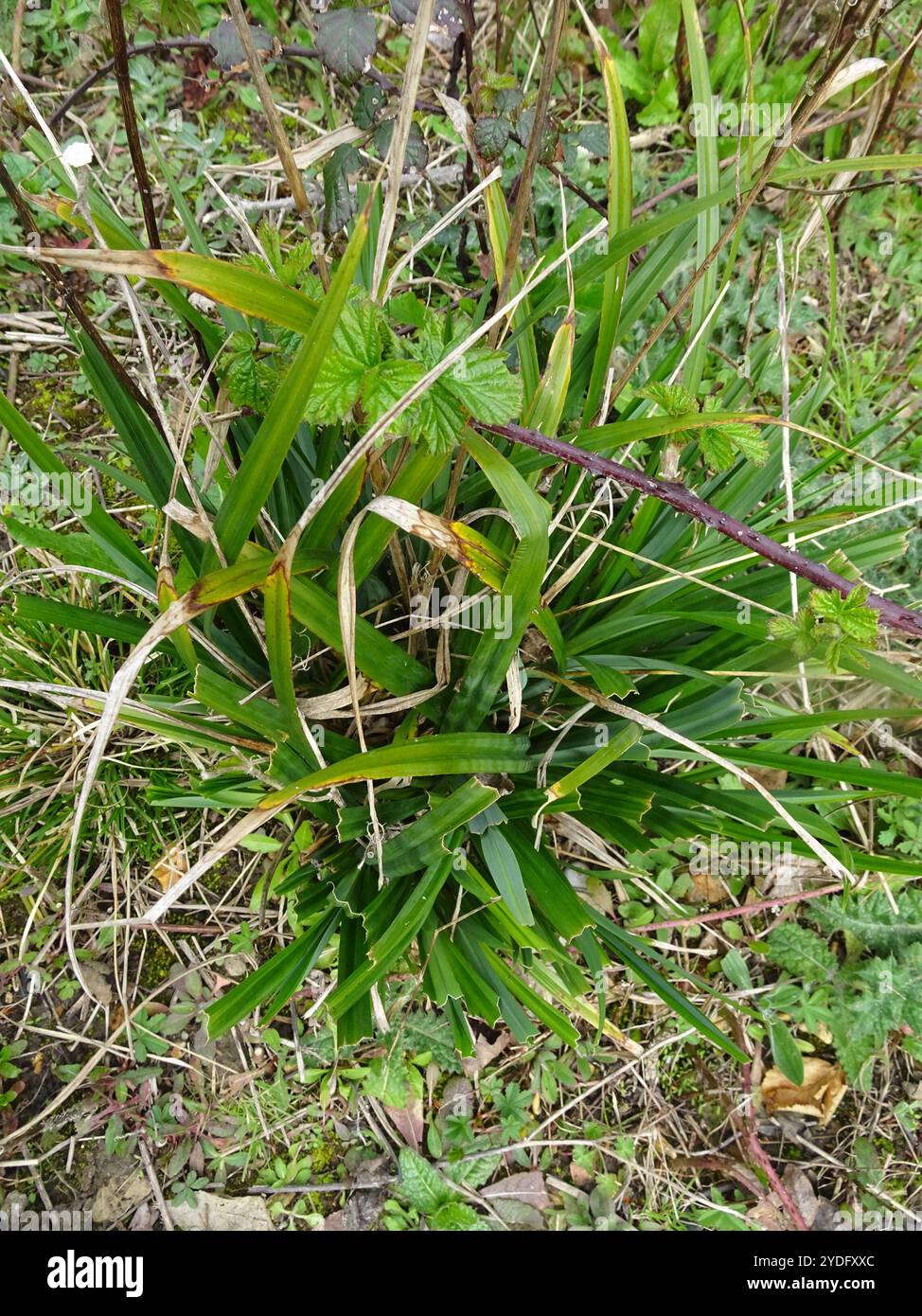 Hanging sedge (Carex pendula Stock Photo - Alamy