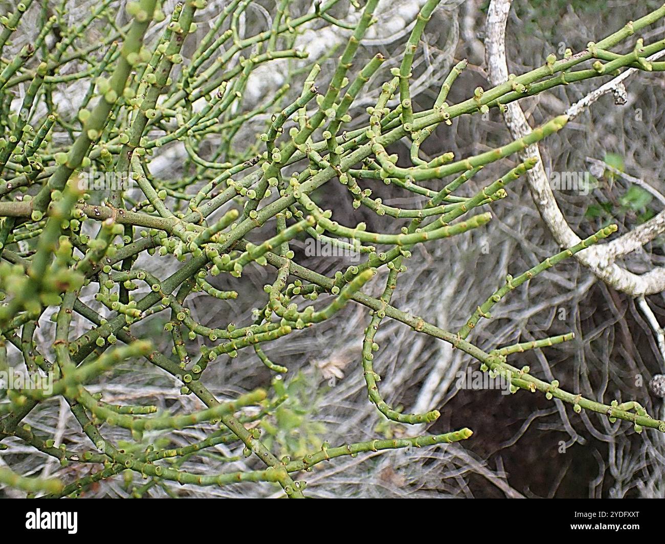 Cape Mistletoe (Viscum capense Stock Photo - Alamy