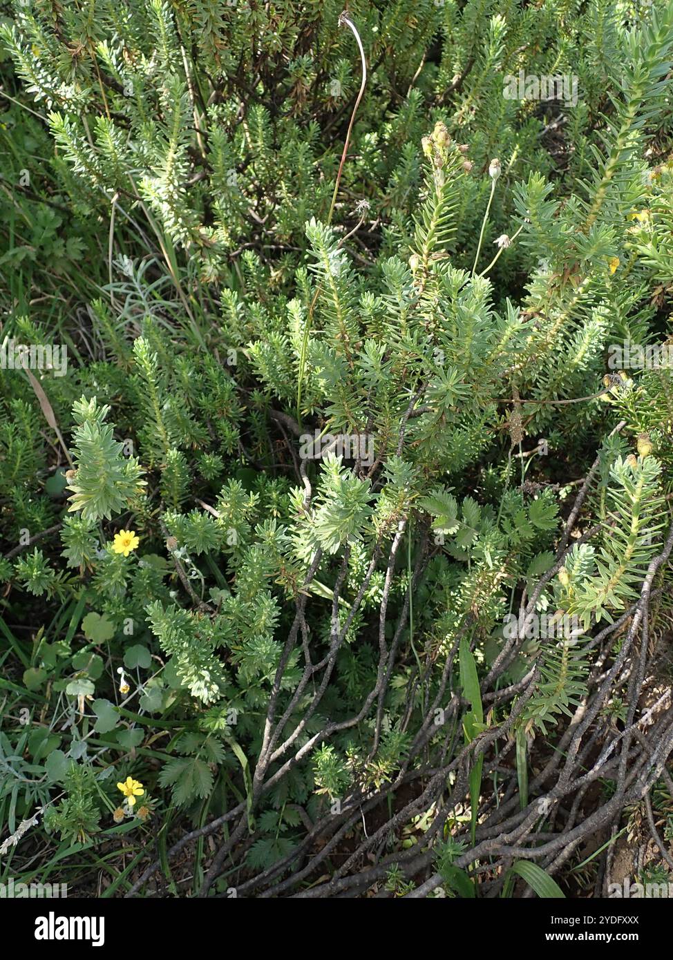 Mt Currie True-Eye (Euryops tysonii Stock Photo - Alamy