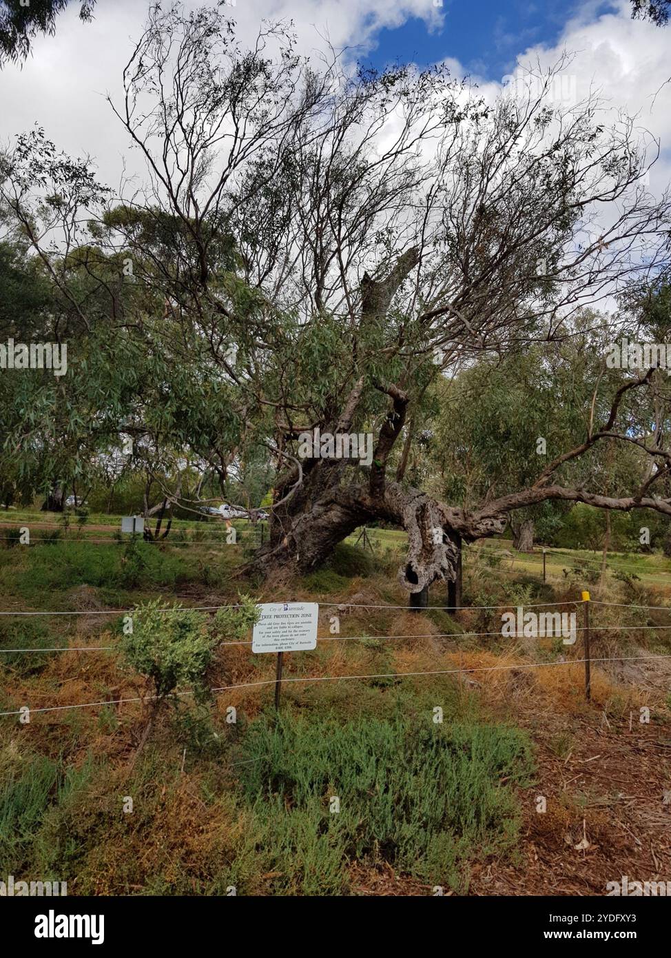grey box (Eucalyptus microcarpa Stock Photo - Alamy