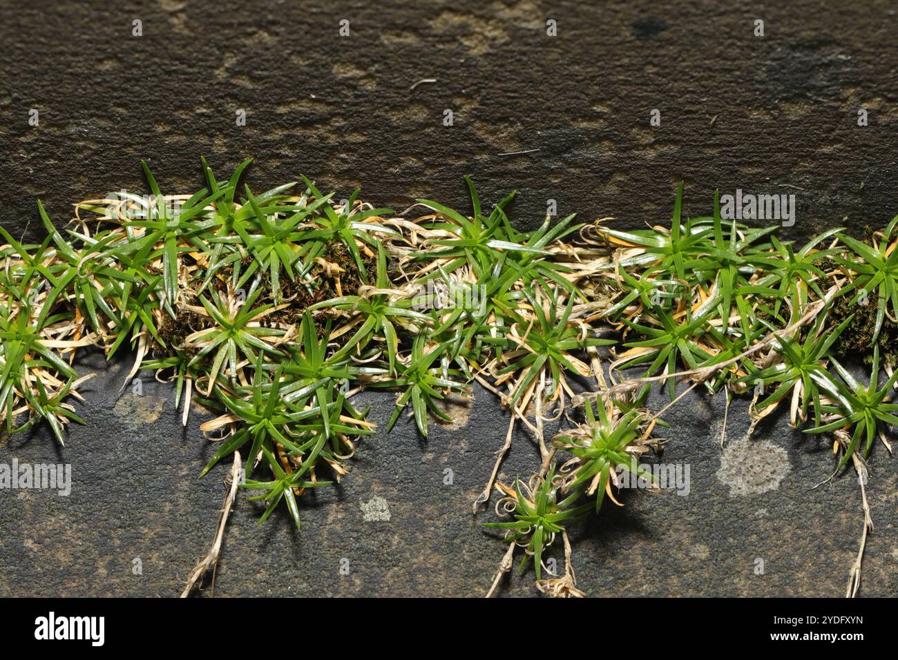 Procumbent Pearlwort (Sagina procumbens Stock Photo - Alamy