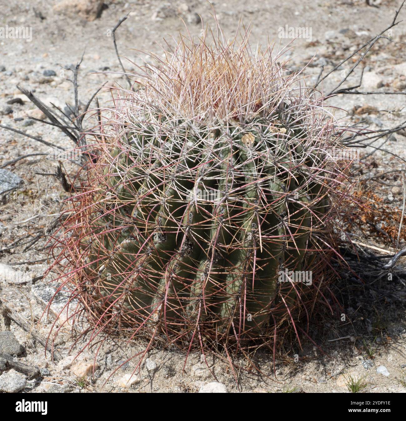 California Barrel Cactus (Ferocactus cylindraceus Stock Photo - Alamy