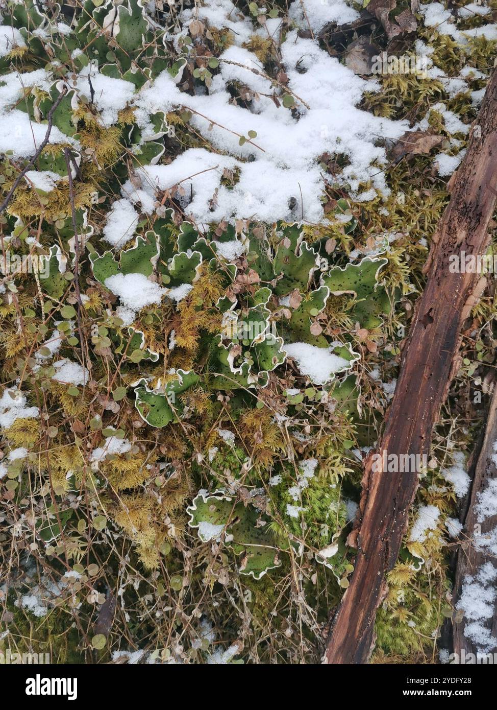 freckled pelt lichen (Peltigera aphthosa Stock Photo - Alamy