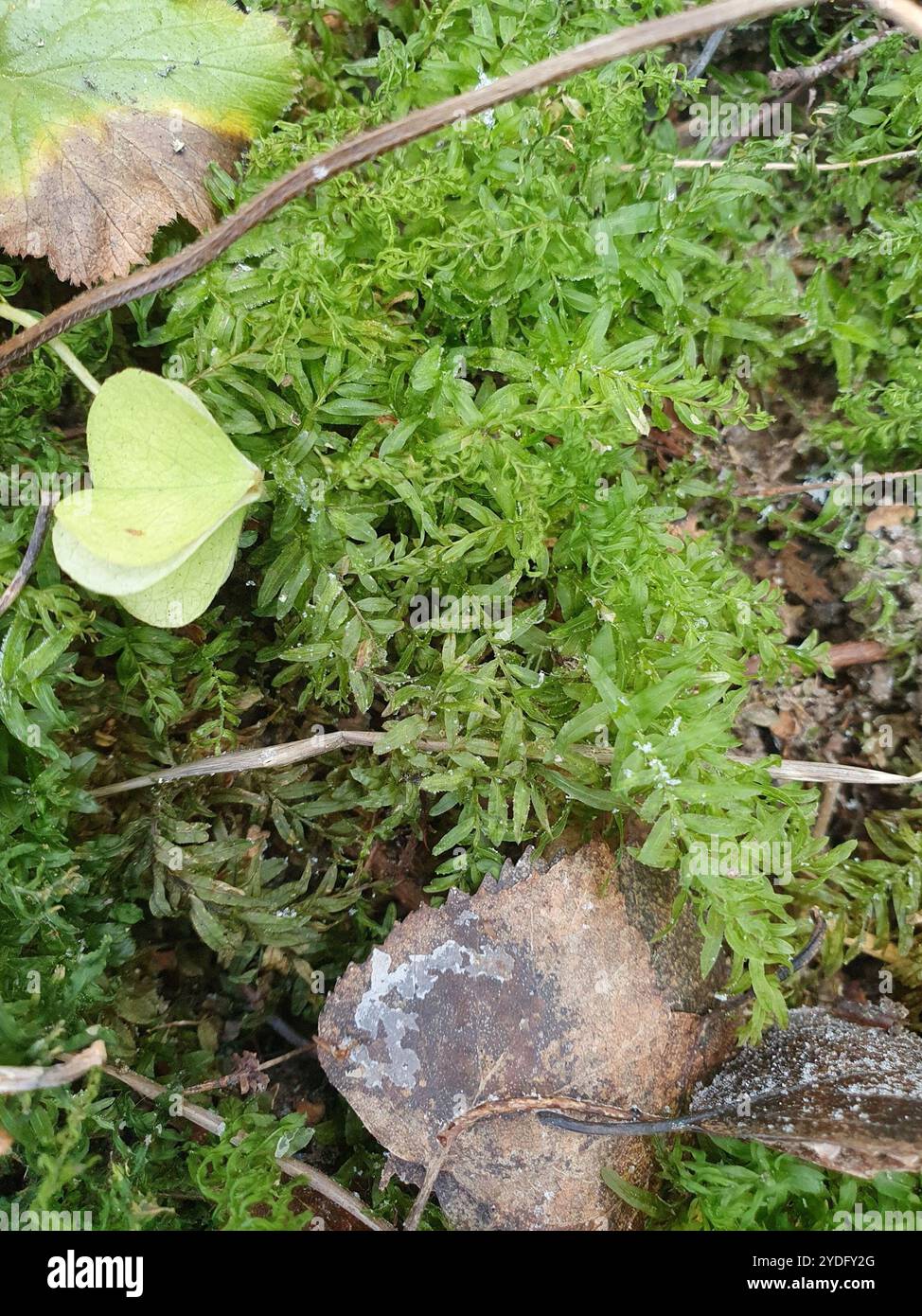 Palm-tree Moss (Plagiomnium undulatum Stock Photo - Alamy