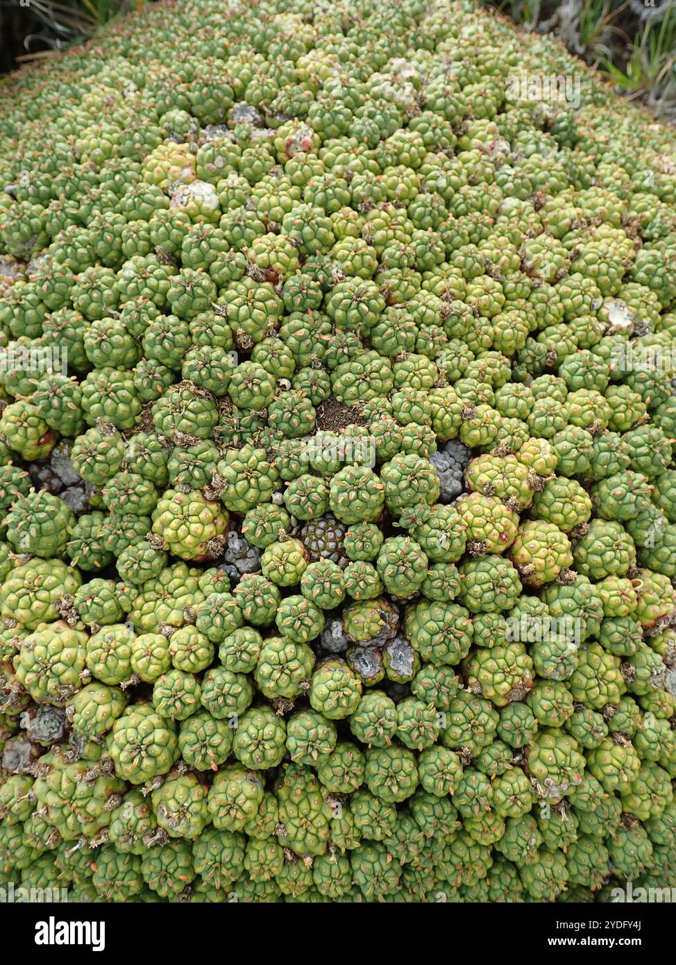 Lion Spoor (Euphorbia clavarioides Stock Photo - Alamy