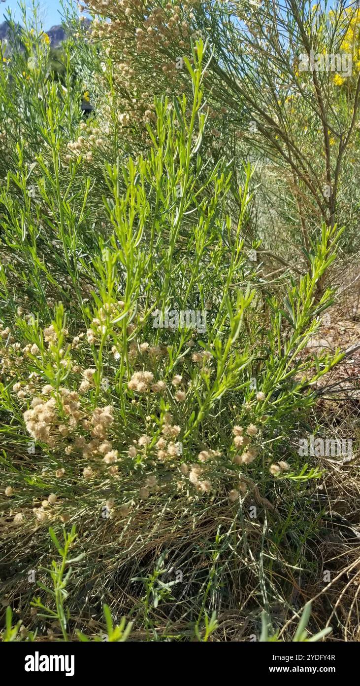 Desert Broom (Baccharis sarothroides Stock Photo - Alamy