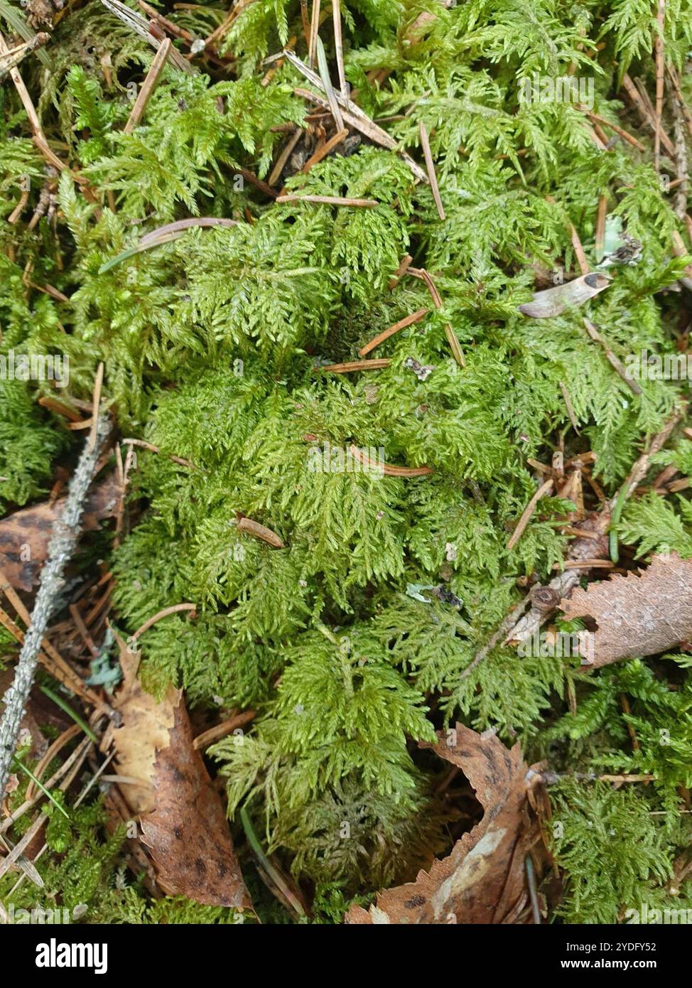 stairstep moss (Hylocomium splendens Stock Photo - Alamy