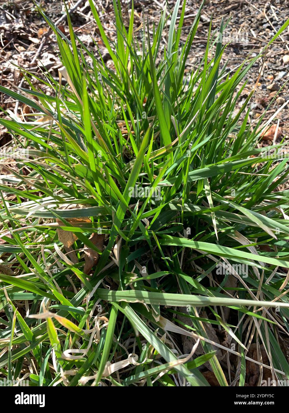 long-stalked sedge (Carex pedunculata Stock Photo - Alamy