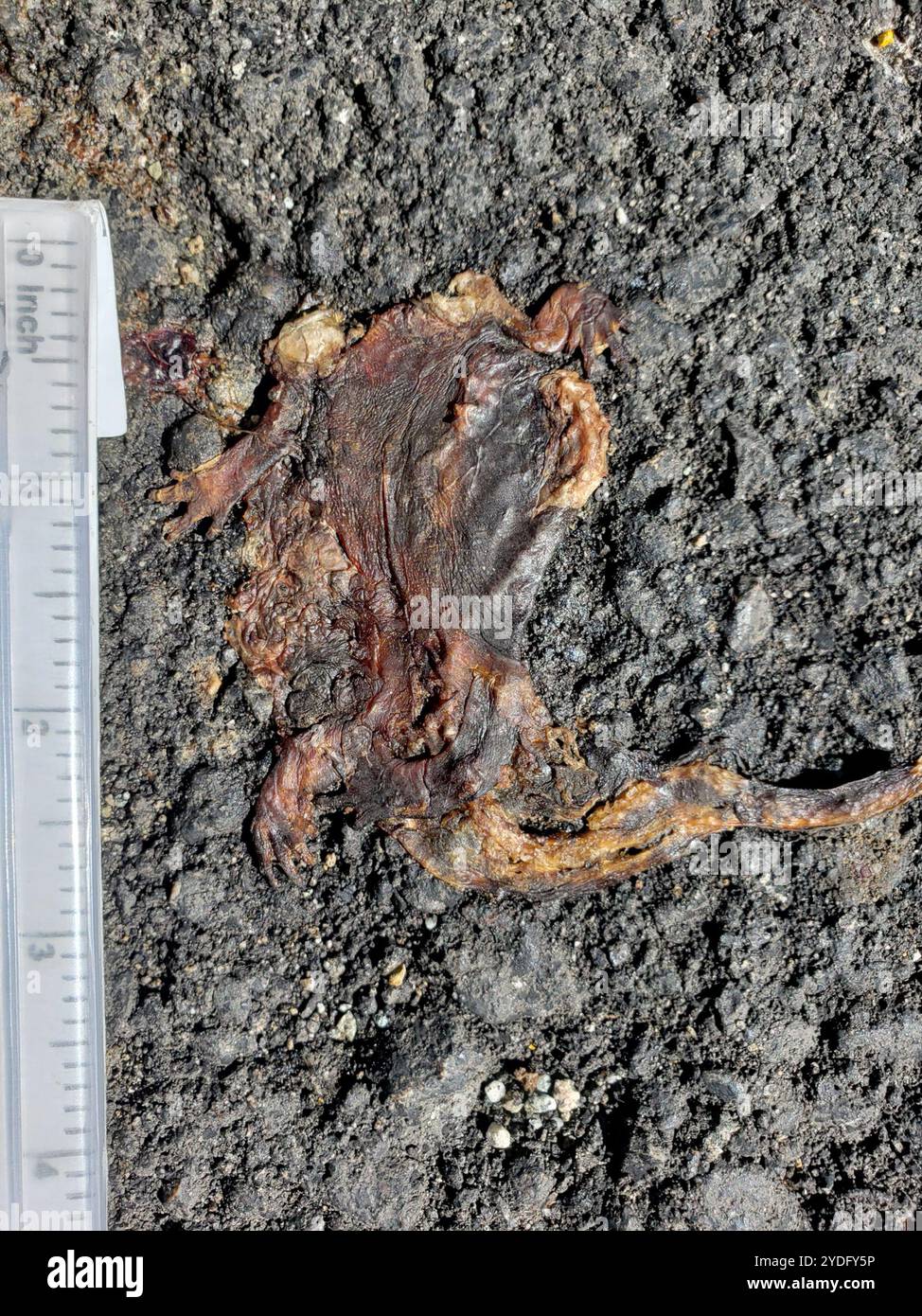 Pacific Newts (Taricha Stock Photo - Alamy